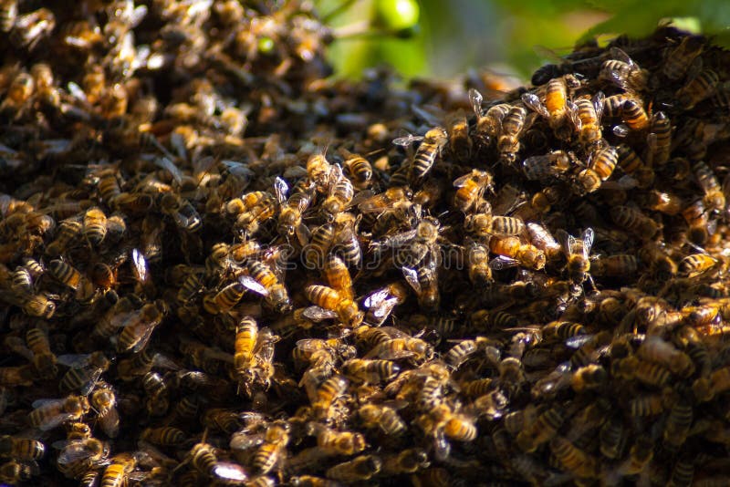Abejas el pulular foto de archivo. Imagen de salvaje - 106979356