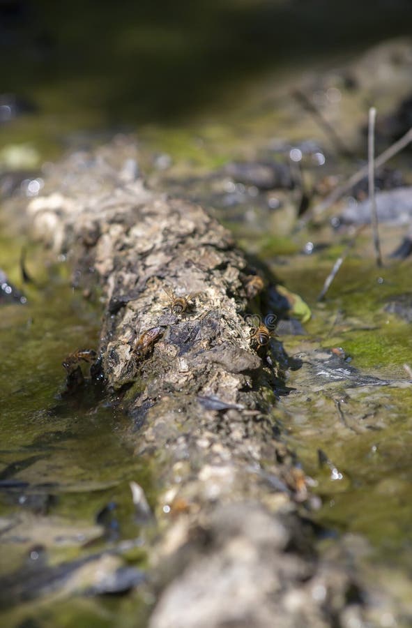 El Pulular De Las Abejas De La Miel Imagen de archivo - Imagen de hojas ...