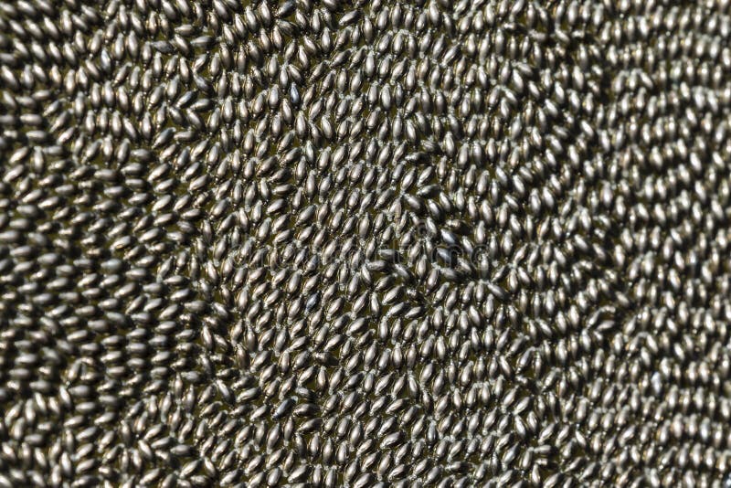 El Pulular De Los Escarabajos De Perinola Foto de archivo - Imagen de ...