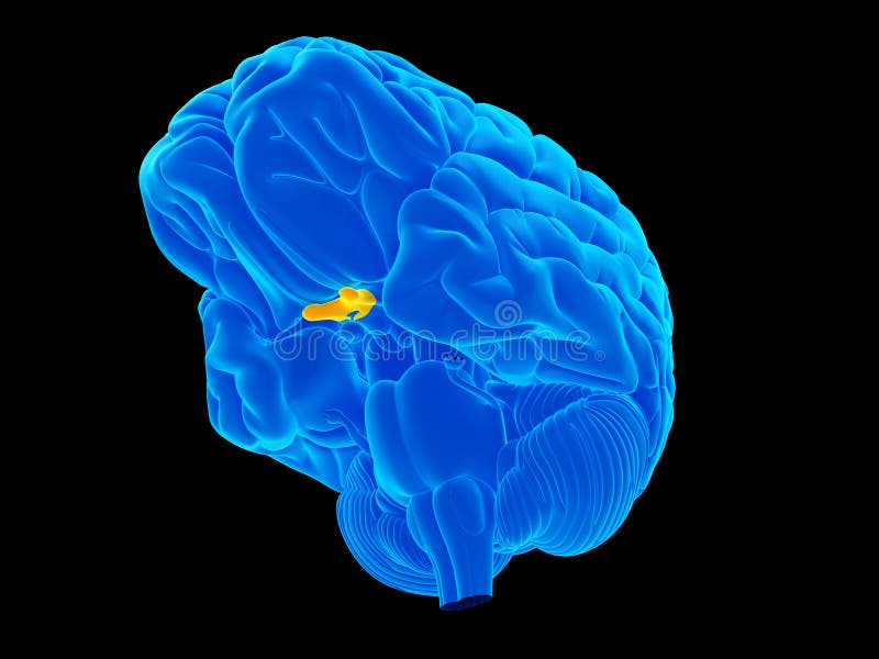El quiasma óptico stock de ilustración. Ilustración de aislado - 57843860