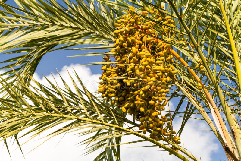 El Racimo De Fecha Da Fruto, Las Frutas De La Palma Datilera Foto de ...