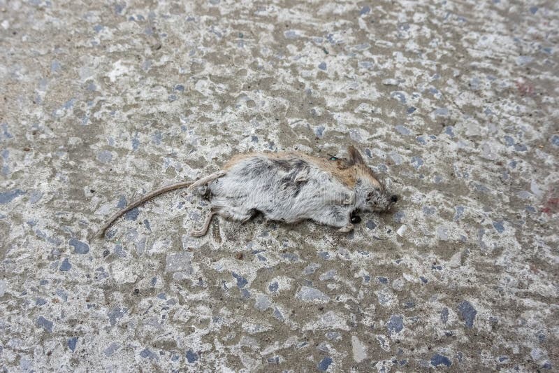 El ratón muerto imagen de archivo. Imagen de tierra, putrefacto - 97334813