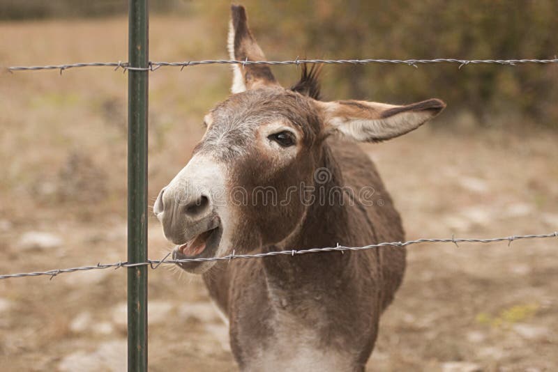 El rebuznar del burro imagen de archivo. Imagen de burro - 37273719