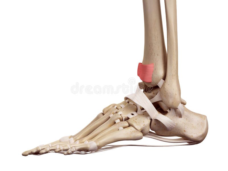 El Retinaculum Inferior Del Extensor Foto de archivo - Imagen de sano ...