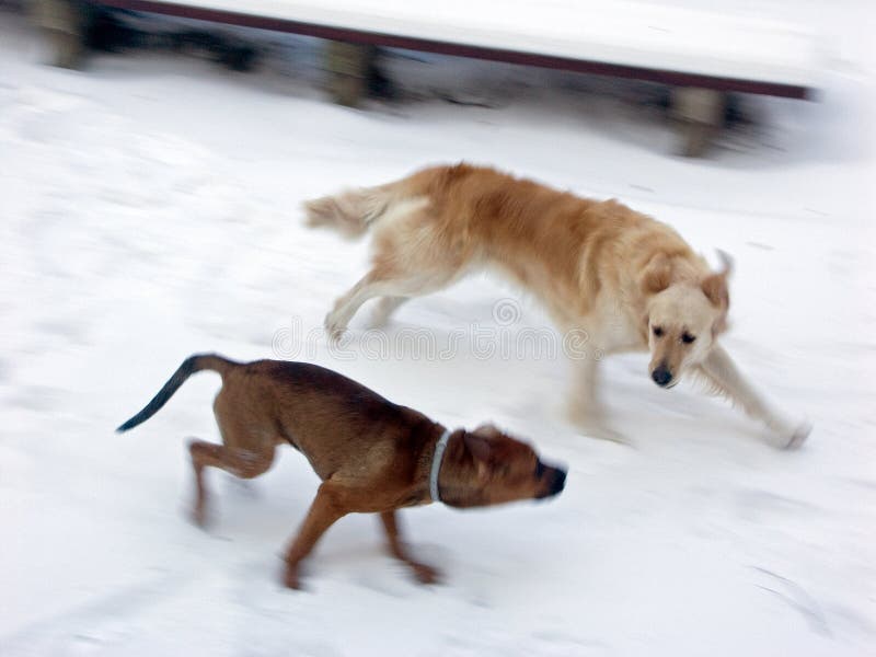 El retozar imagen de archivo. Imagen de rompeolas, actuar - 3131797