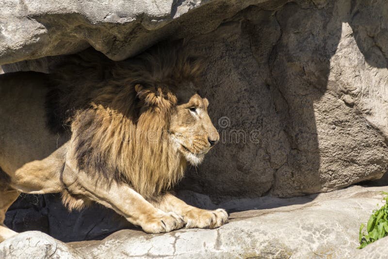 El rey de la selva foto de archivo. Imagen de retroceder - 131946820