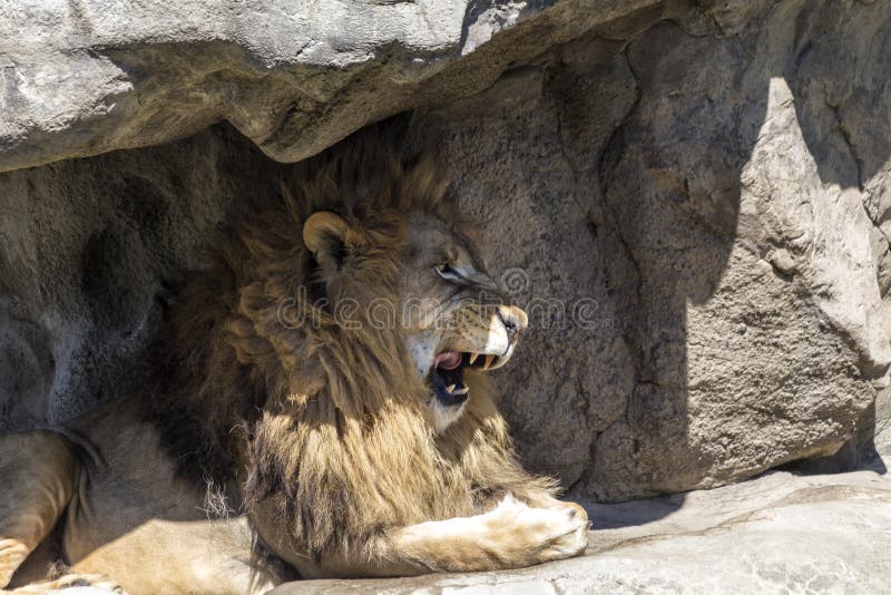 El rey de la selva imagen de archivo. Imagen de pista - 131946825