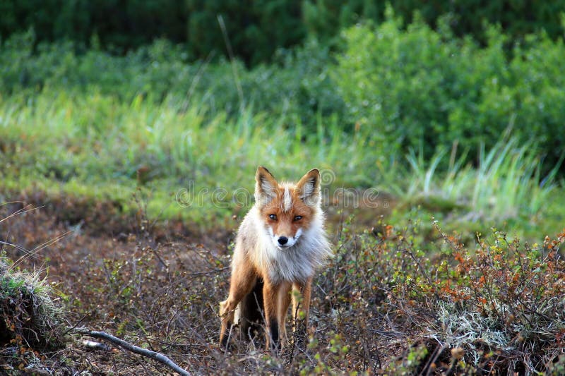 El rey del Fox foto de archivo. Imagen de fauna, oriente - 57129450