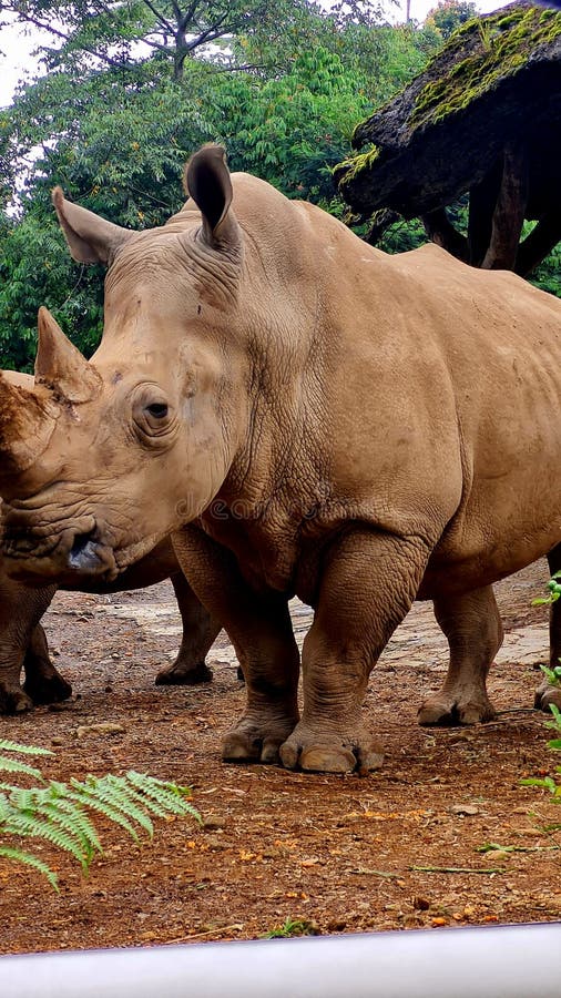 El rinoceronte safari foto de archivo. Imagen de safari - 261885348