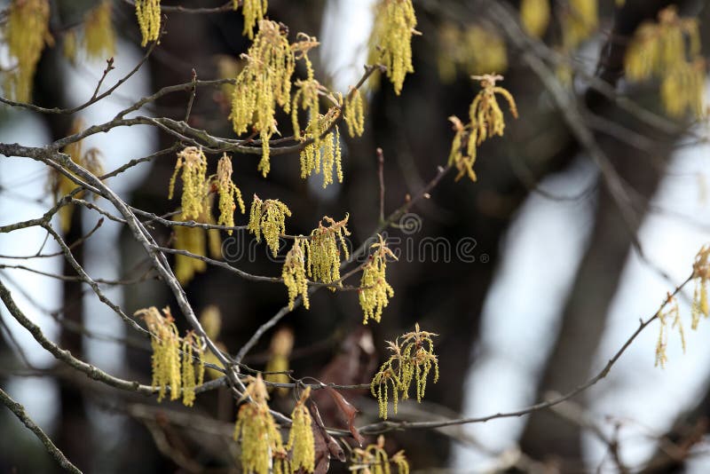 El Roble Florece El Polen De La Primavera Foto de archivo - Imagen de ...
