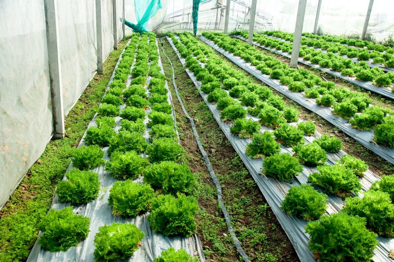 El roble verde foto de archivo. Imagen de salud, crudo - 24033376