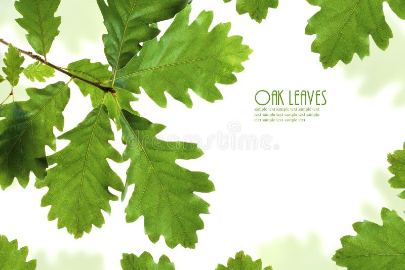 El Roble Verde Sale Del Marco Imagen de archivo - Imagen de contexto ...