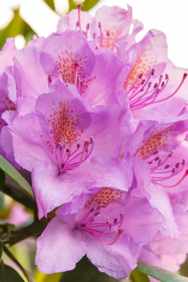 El Rododendro Rosado Floreciente Con Verde Se Va En Parque Imagen de ...