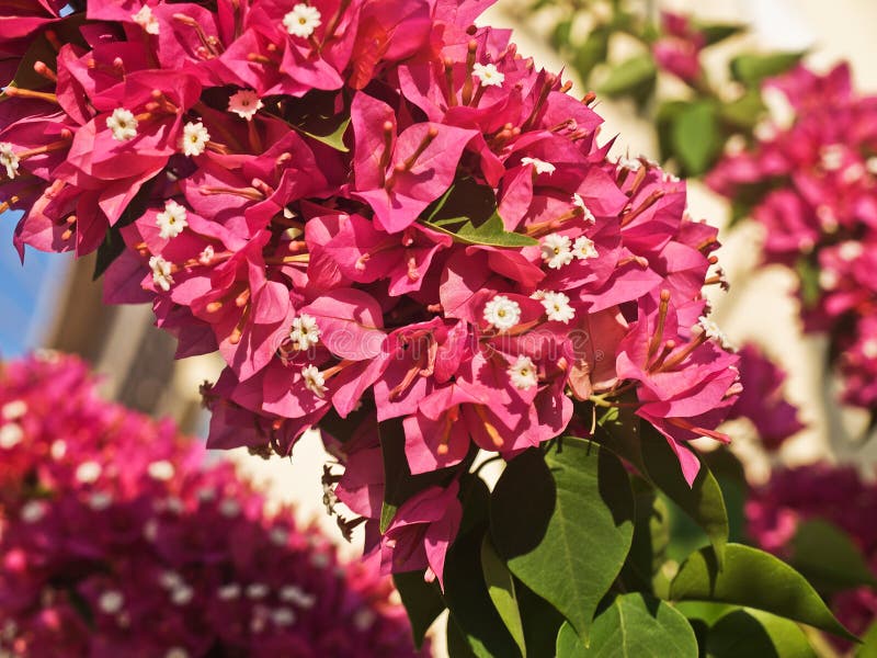 Arbusto Con Las Flores Rojas Brillantes Foto de archivo - Imagen de ...