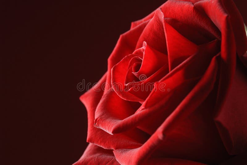 El rojo se levantó imagen de archivo. Imagen de macro - 21088197