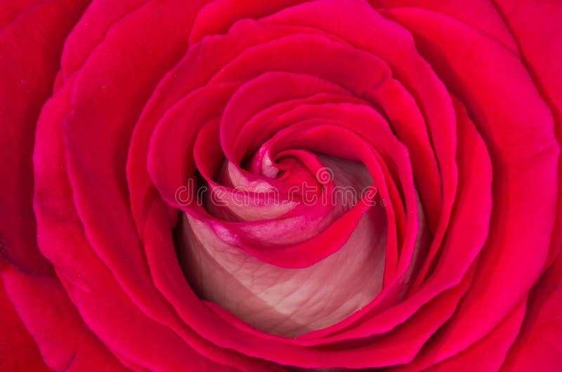 El rojo se levantó imagen de archivo. Imagen de fresco - 24724187