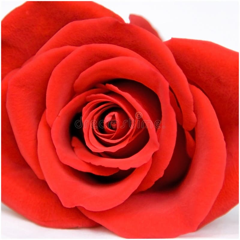 El rojo se levantó imagen de archivo. Imagen de gota, brillante - 7097125