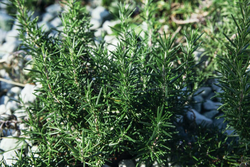 El Romero Joven Planta Color Verde Foto de archivo - Imagen de amarillo ...