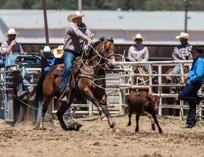 La Vaquera Roping Del Becerro Lanza Un Lazo Foto editorial - Imagen de ...