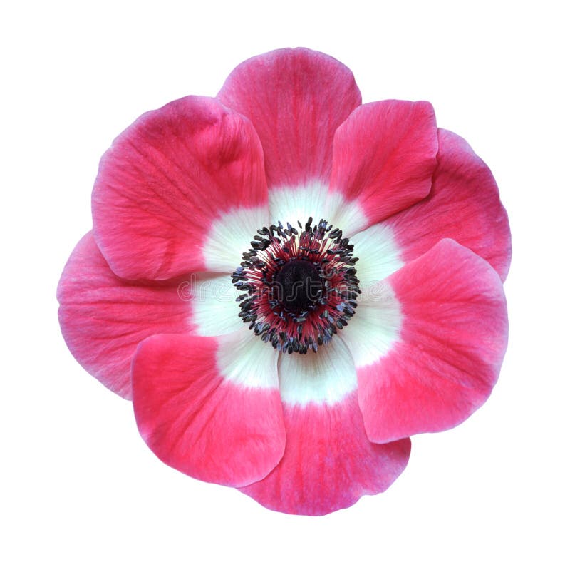 Mona Lisa rosa rubor flor foto de archivo. Imagen de flor - 35393886