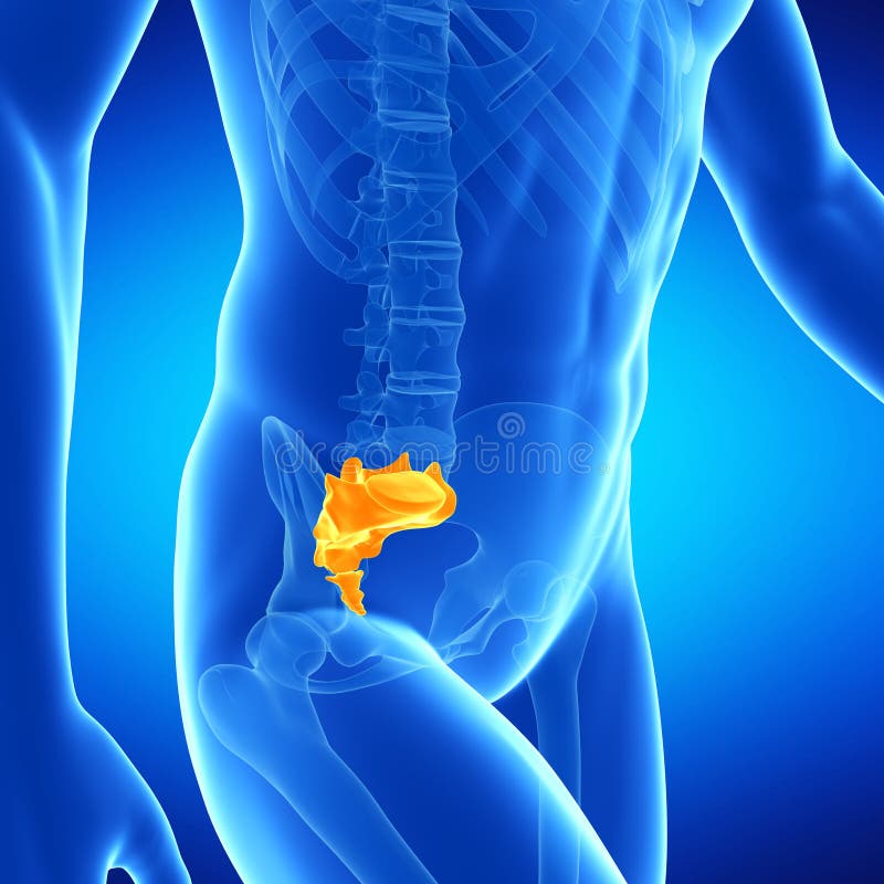 El sacro stock de ilustración. Ilustración de pelvis - 56652653