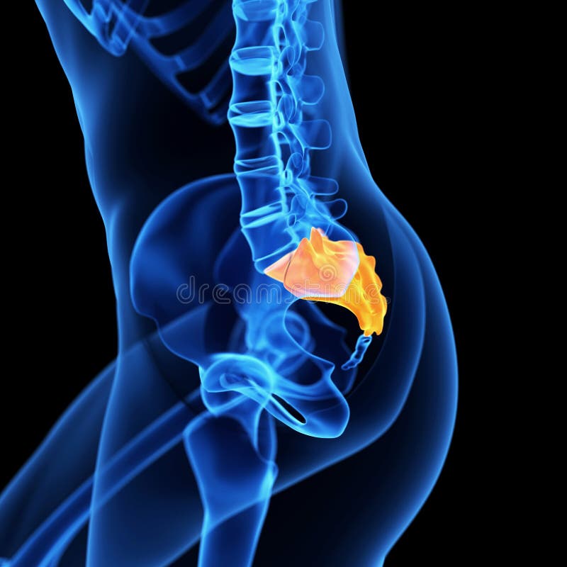 El sacro stock de ilustración. Ilustración de sano, ciencia - 45275435