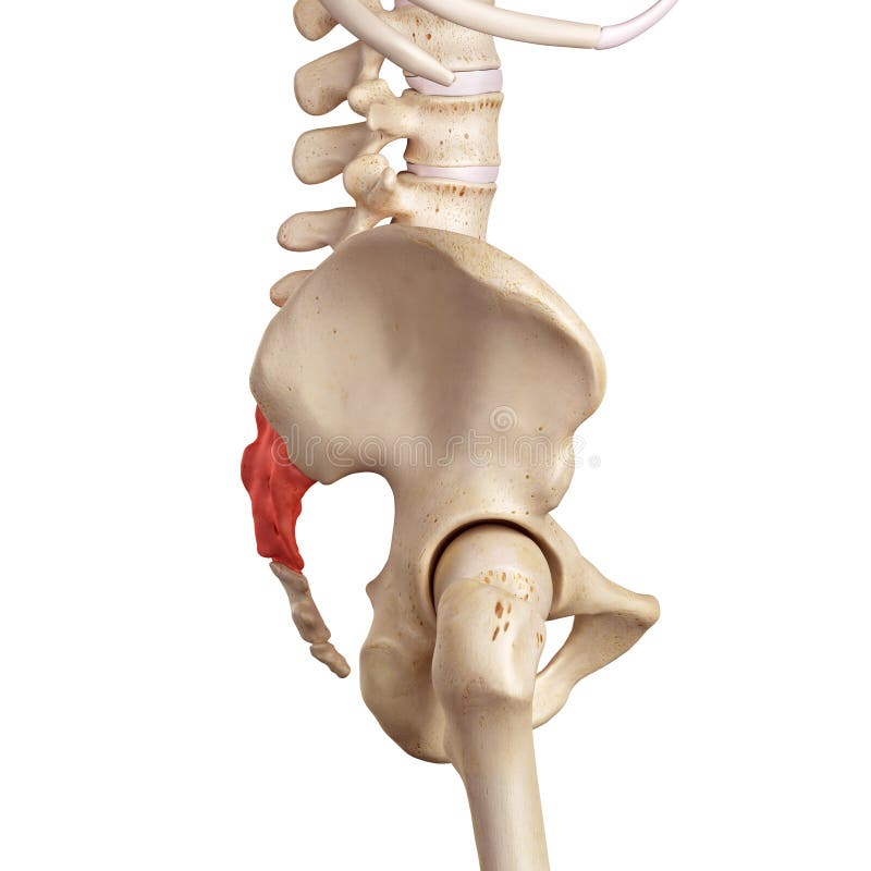 Sacro - Visión Lateral/vista Lateral Stock de ilustración - Ilustración ...