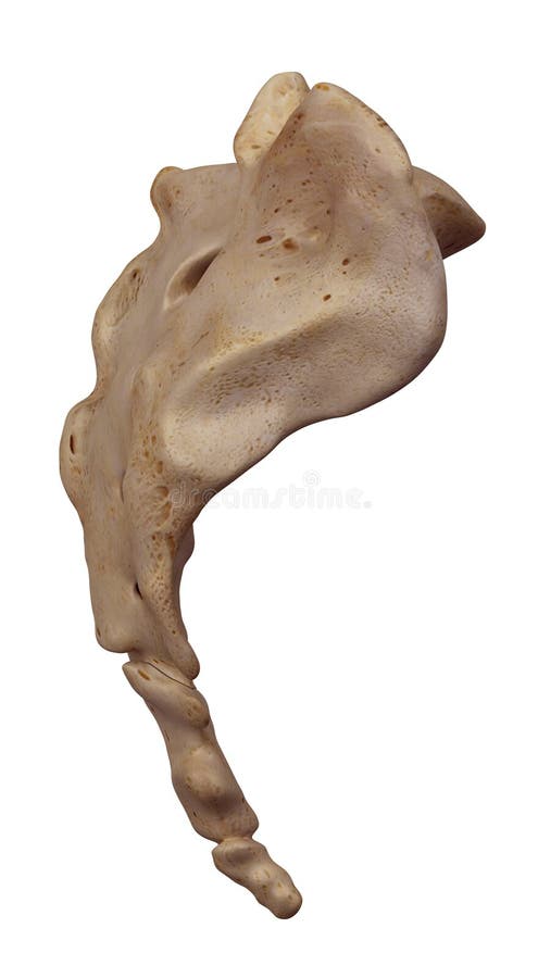 El sacro stock de ilustración. Ilustración de pelvis - 56652653