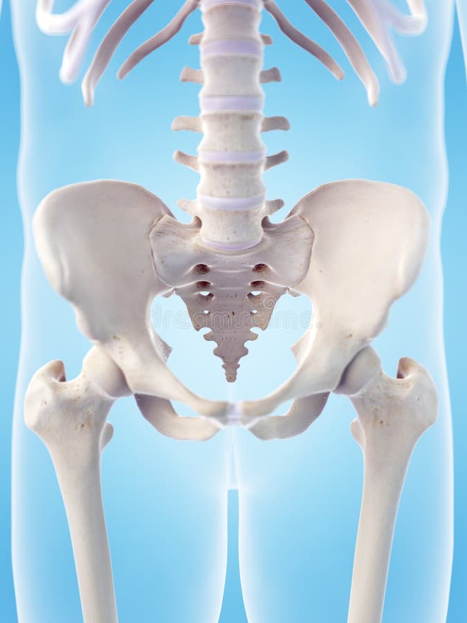 El sacro esquelético stock de ilustración. Ilustración de ilustraciones ...