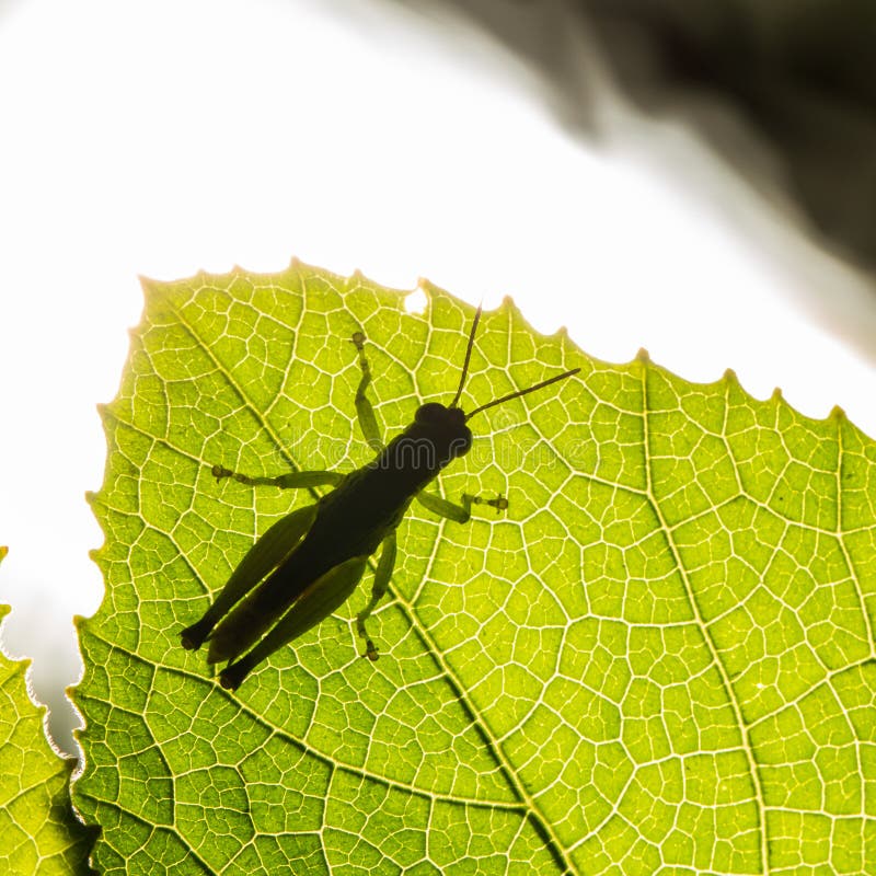 El Saltamontes Es Planta Que Come Insectos Foto de archivo - Imagen de ...