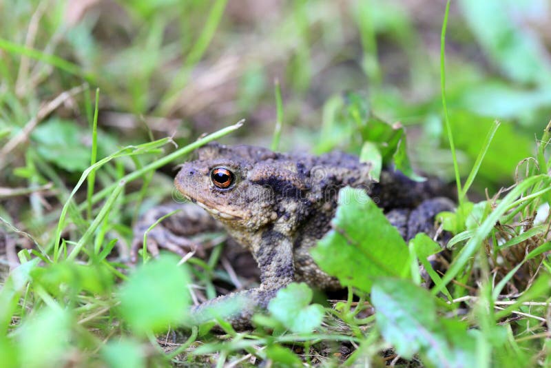 El Sapo Marrón En Naturaleza Foto de archivo - Imagen de fangoso, vida ...