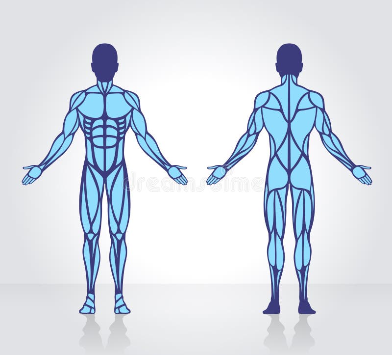 Sistema Muscular Masculino Del Hombre De La Anatomía Del Cuerpo Humano ...