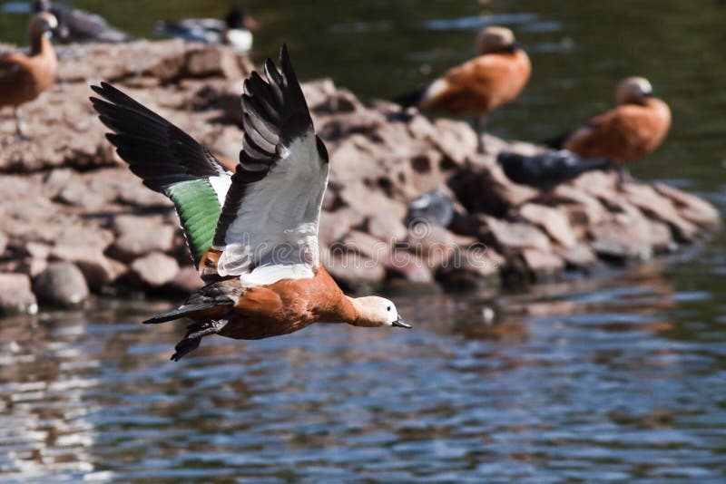 El Shelduck rubicundo foto de archivo. Imagen de rubicundo - 10858556