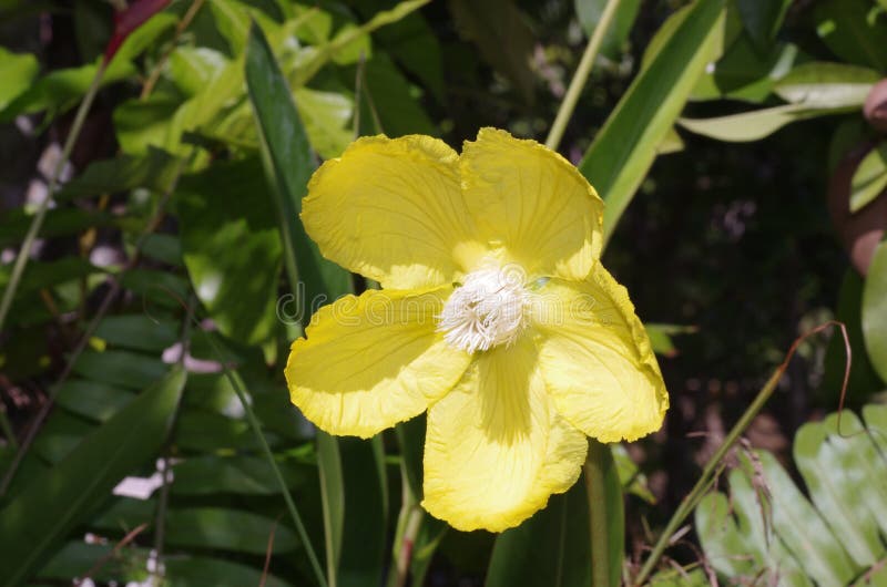 El Simpur Bini - Dillenia Suffruticosa Foto de archivo - Imagen de ...