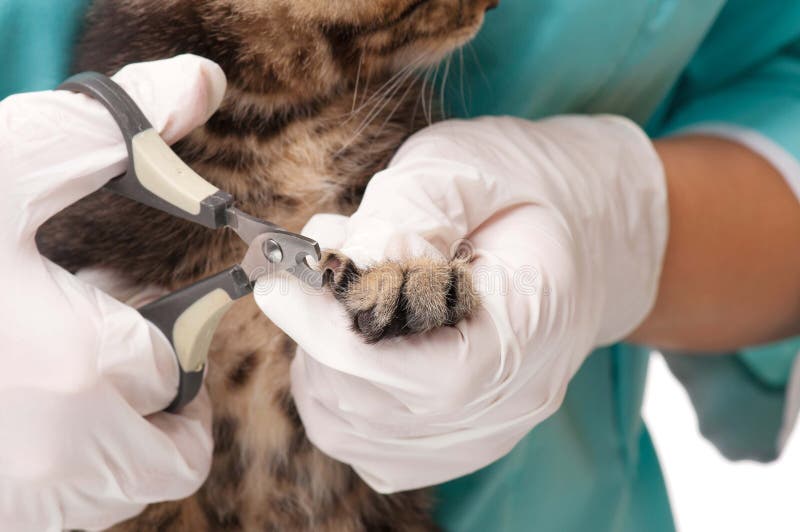 El socavar de garras foto de archivo. Imagen de cuidado - 41657204