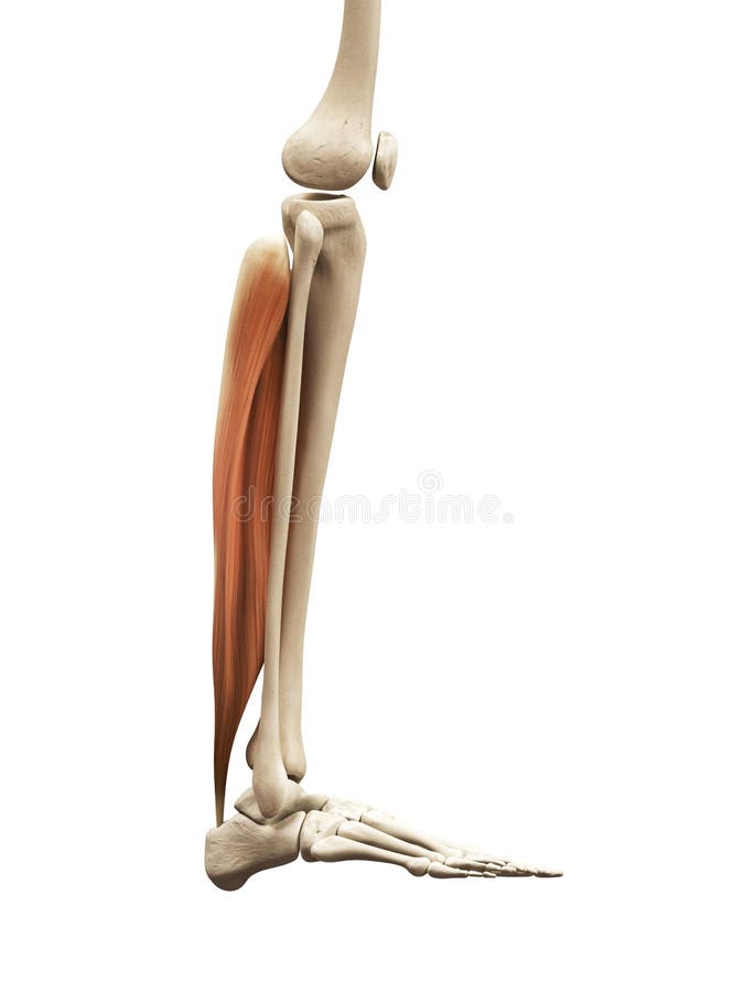 El soleo stock de ilustración. Ilustración de fuerza - 157612258