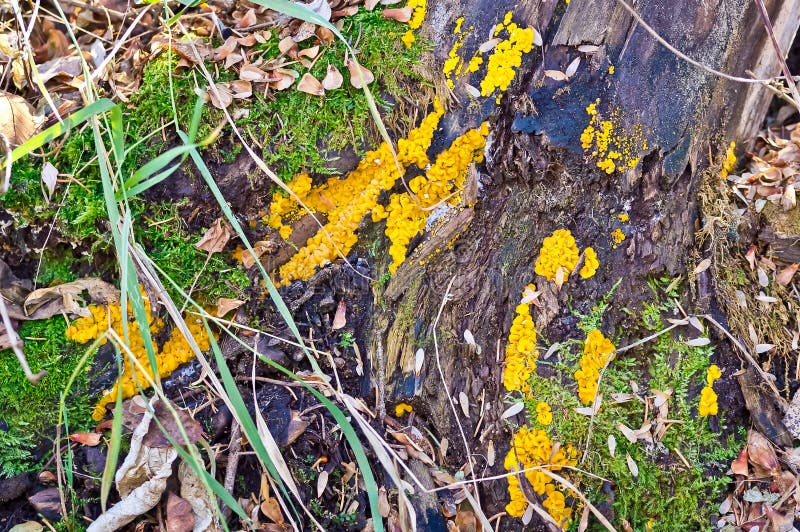 El Sucumbir Al Musgo Y Al Hongo Foto de archivo - Imagen de hongo ...
