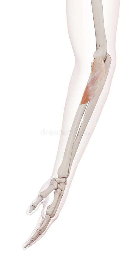 El supinador stock de ilustración. Ilustración de brazo - 57549074