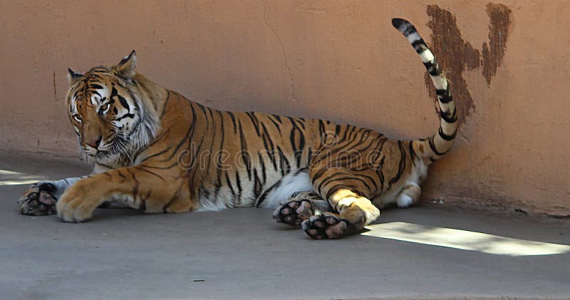 El tigre y su cola foto de archivo. Imagen de animales - 101203736