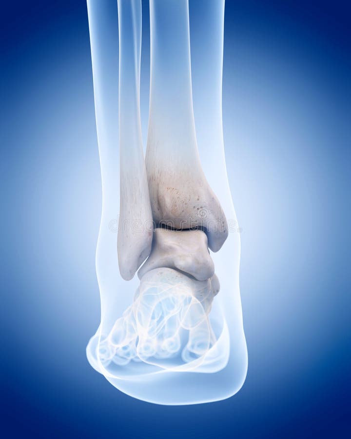 Tobillo Ilustraciones Stock, Vectores, Y Clipart – (19,311 ...