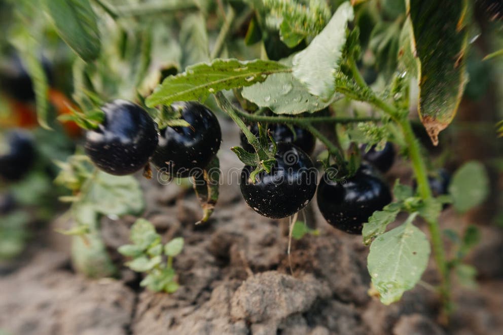 El tomate negro, añil Rose imagen de archivo. Imagen de manojo - 77197233