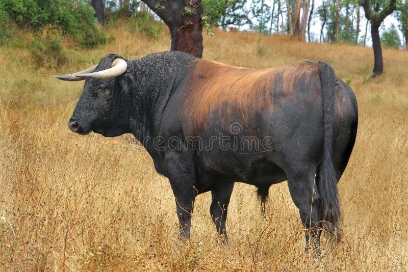 El toro stock photo. Image of meadow, nature, coruche - 2357968