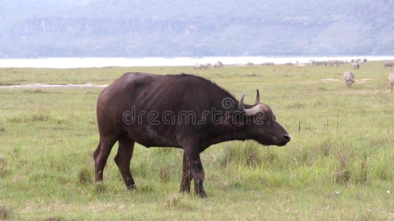El Toro Negro Mastica La Hierba Almacen De Video - Vídeo de claxones ...