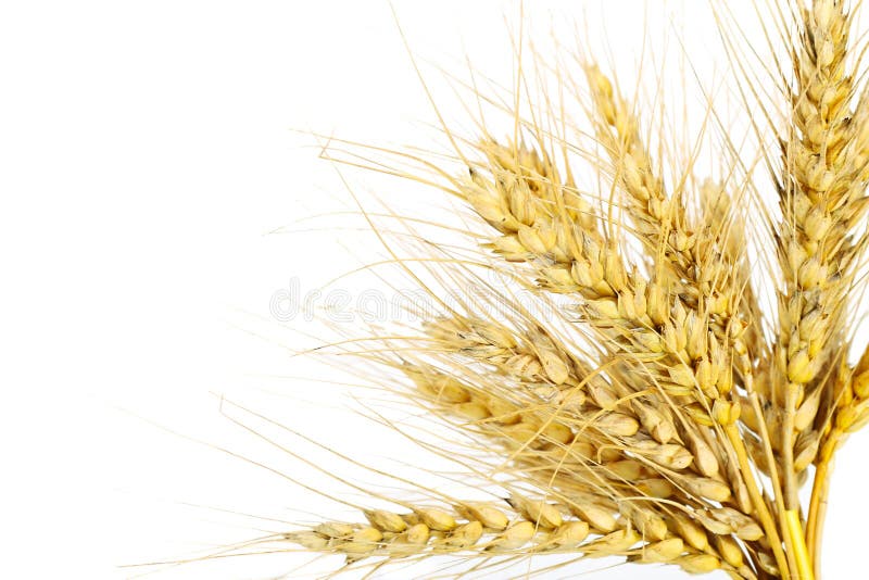 El trigo foto de archivo. Imagen de grano, amarillo, alimento - 23205538