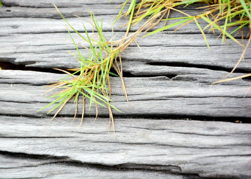 El trozo y la hierba foto de archivo. Imagen de trozo - 55807864