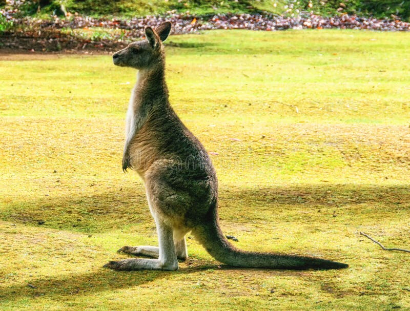 El ualabi australiano foto de archivo. Imagen de fauna - 114363780