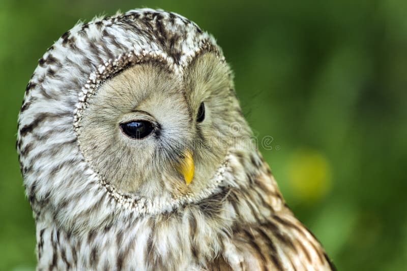El Uralensis De Ural Owl Strix Foto de archivo - Imagen de despredador ...
