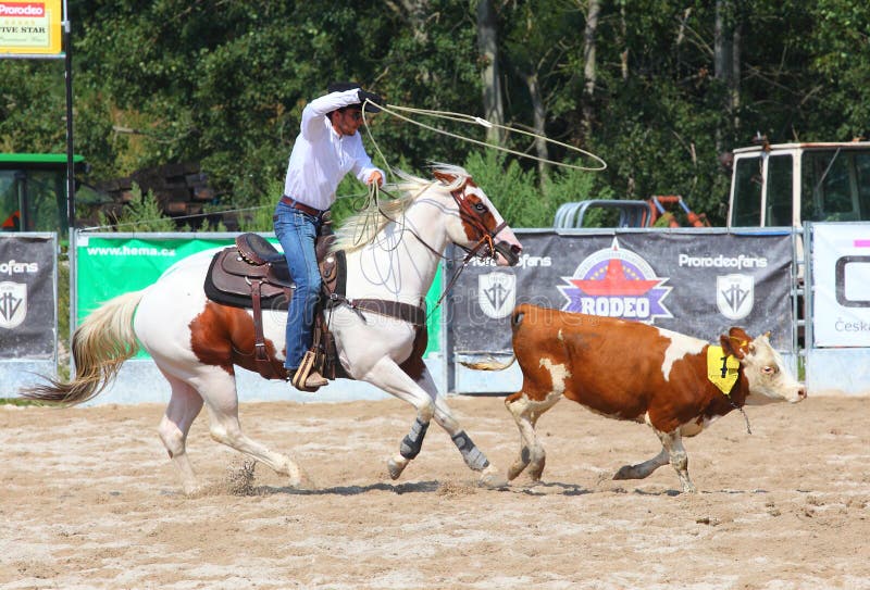 El Vaquero En Una Competencia Roping Del Becerro. Foto de archivo ...