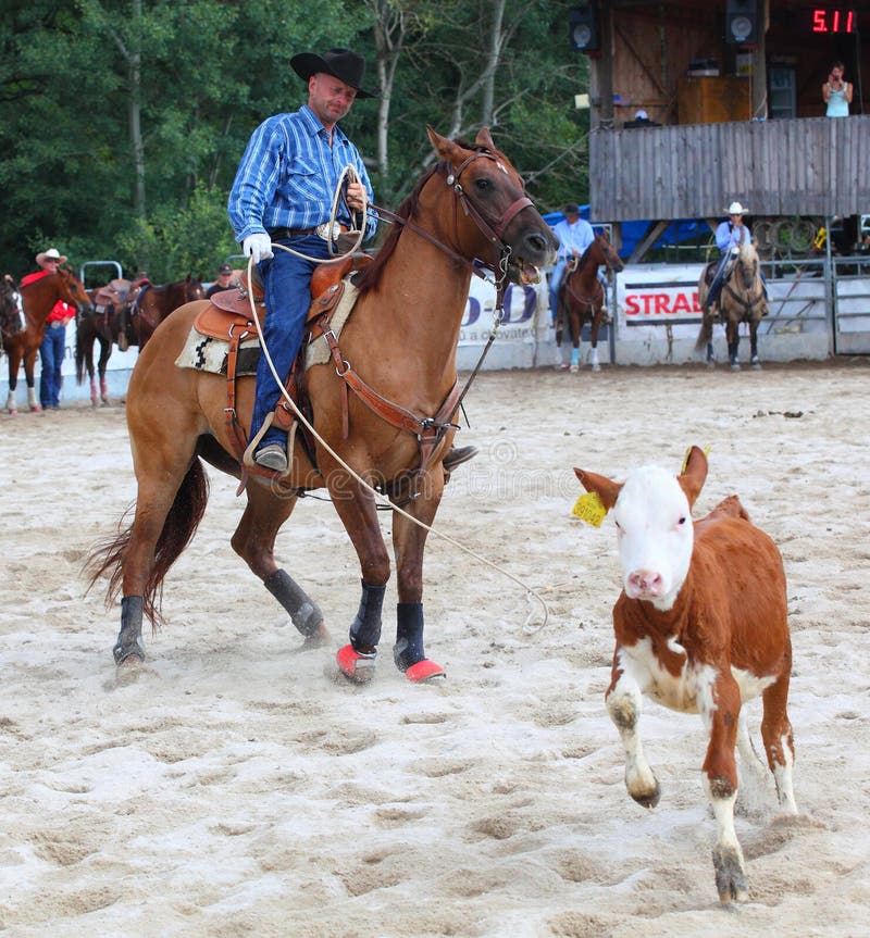 El Vaquero En Una Competencia Roping Del Becerro. Fotografía editorial ...