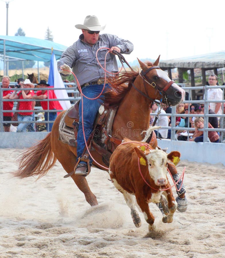 El Vaquero En Una Competencia Roping Del Becerro. Foto de archivo ...